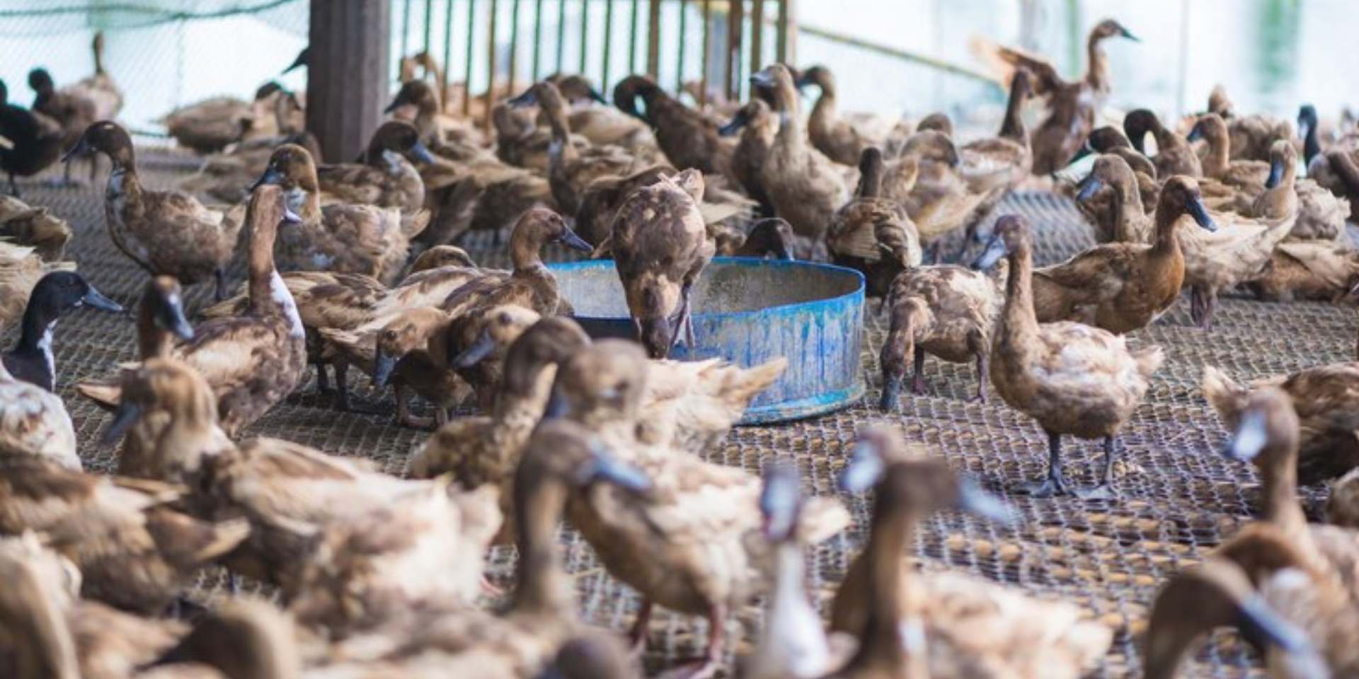 Poultry Farming Business Plan 2025: Costs & Setup Guide