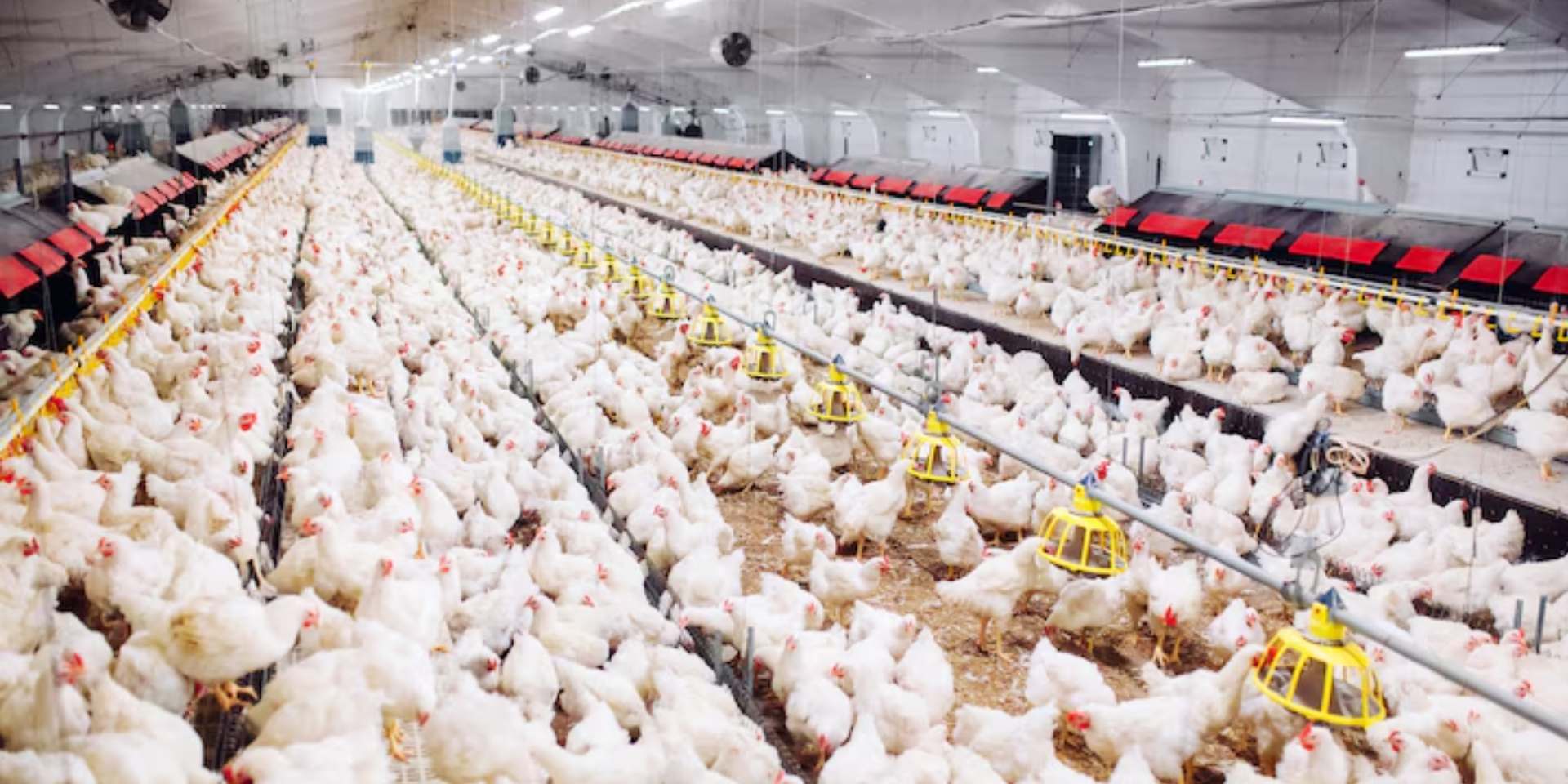 Poultry Farming Business Plan 2025: Costs & Setup Guide
